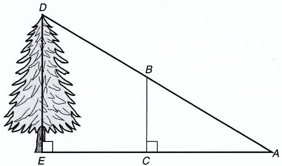 Solved: Calculate the height of the tree shown above from these ...