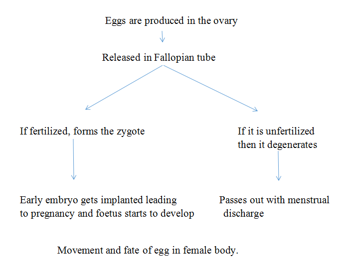 Solved: Short answer question: Trace out the movement and fate of egg ...